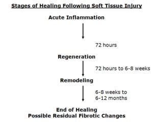 The Healing of Injured Soft Tissues