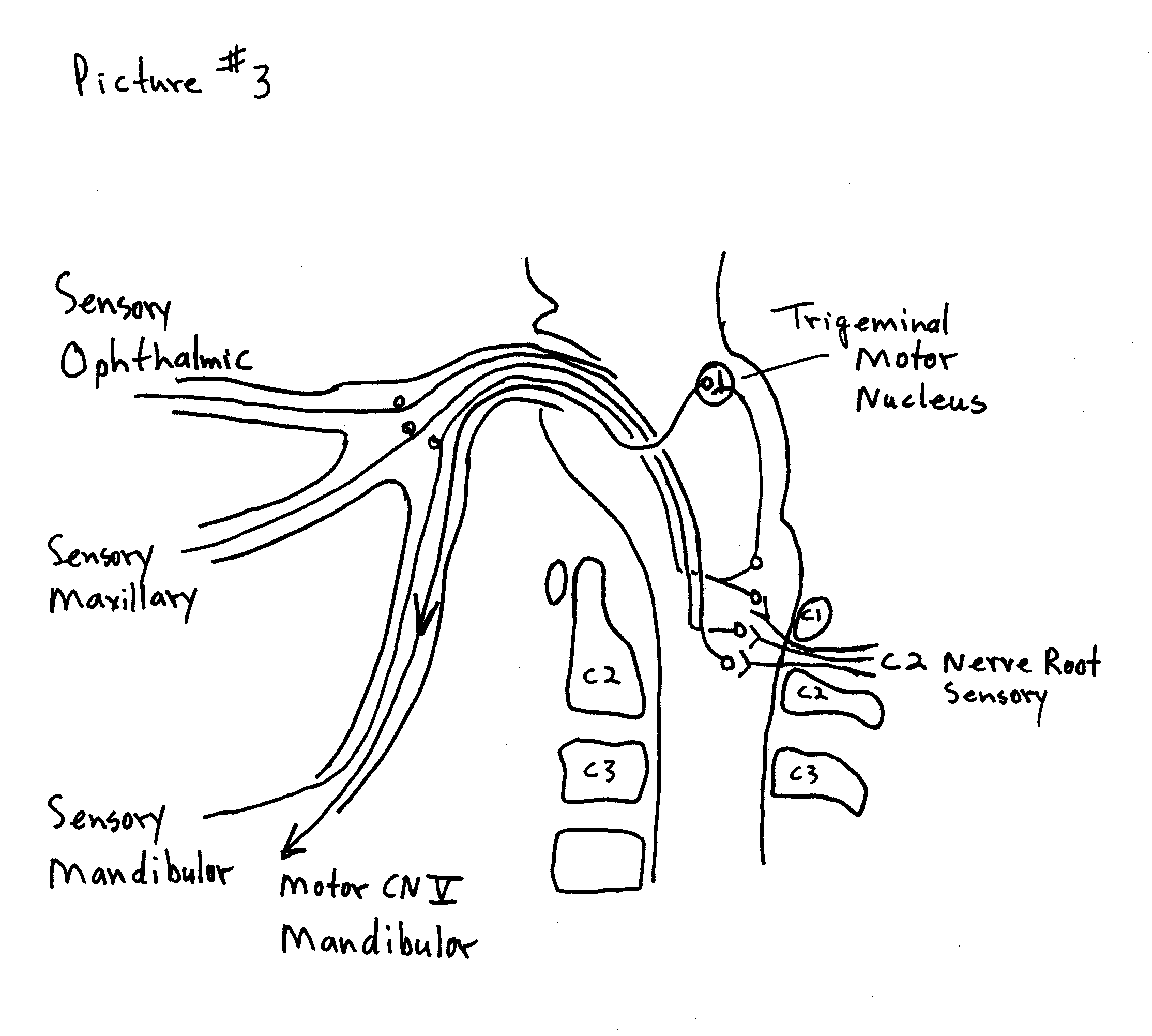 trigeminal-innervation-area